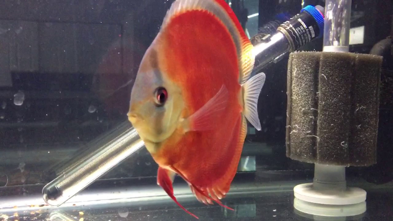 New Mystique Red Discus - YouTube