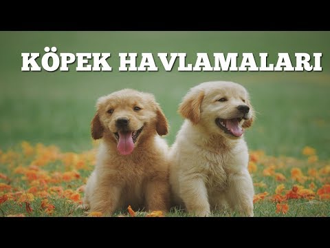 KÖPEK HAVLAMALARI | HAVLAYAN KÖPEKLER