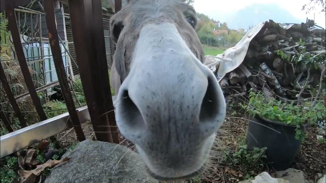 Asino Mulo o Bardotto? Differenza in descrizione. - YouTube