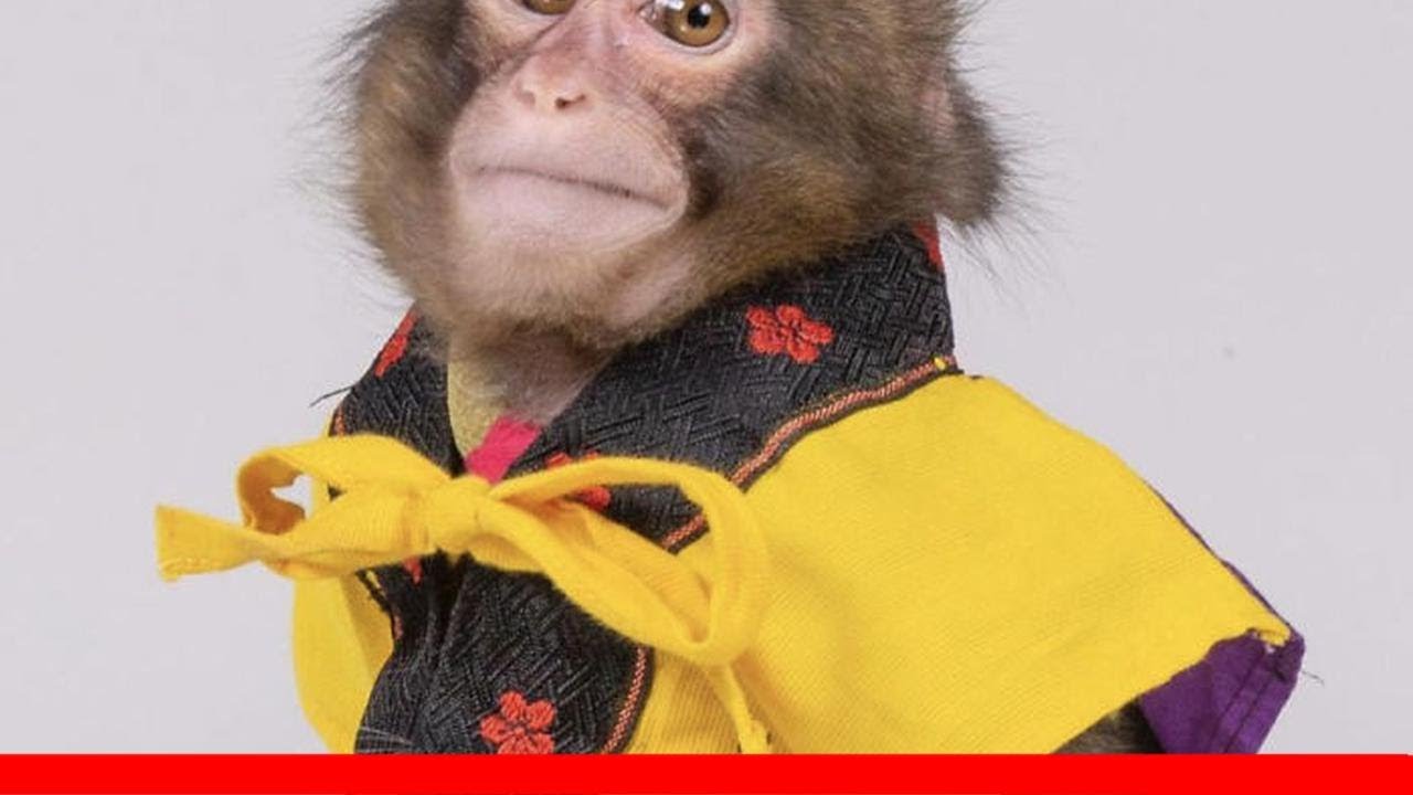 Someone Realizes This Monkey Looks Like Every Journalist And Real ...