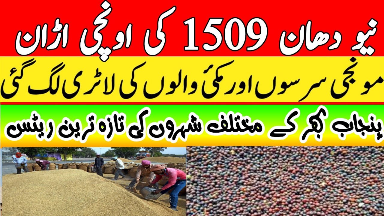 Gala mandi ke rates today| munji rates| sarson rate| wheat rates 2024 ...