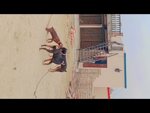 NARU RAJPUT FARM HOUSE WORKING VISITE RIZWAN BHI - YouTube