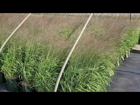 Panicum 'Purple Tears' (Switch Grass) //Graceful NATIVE Ornamental ...