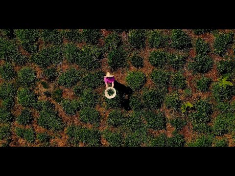 Lazika's Story