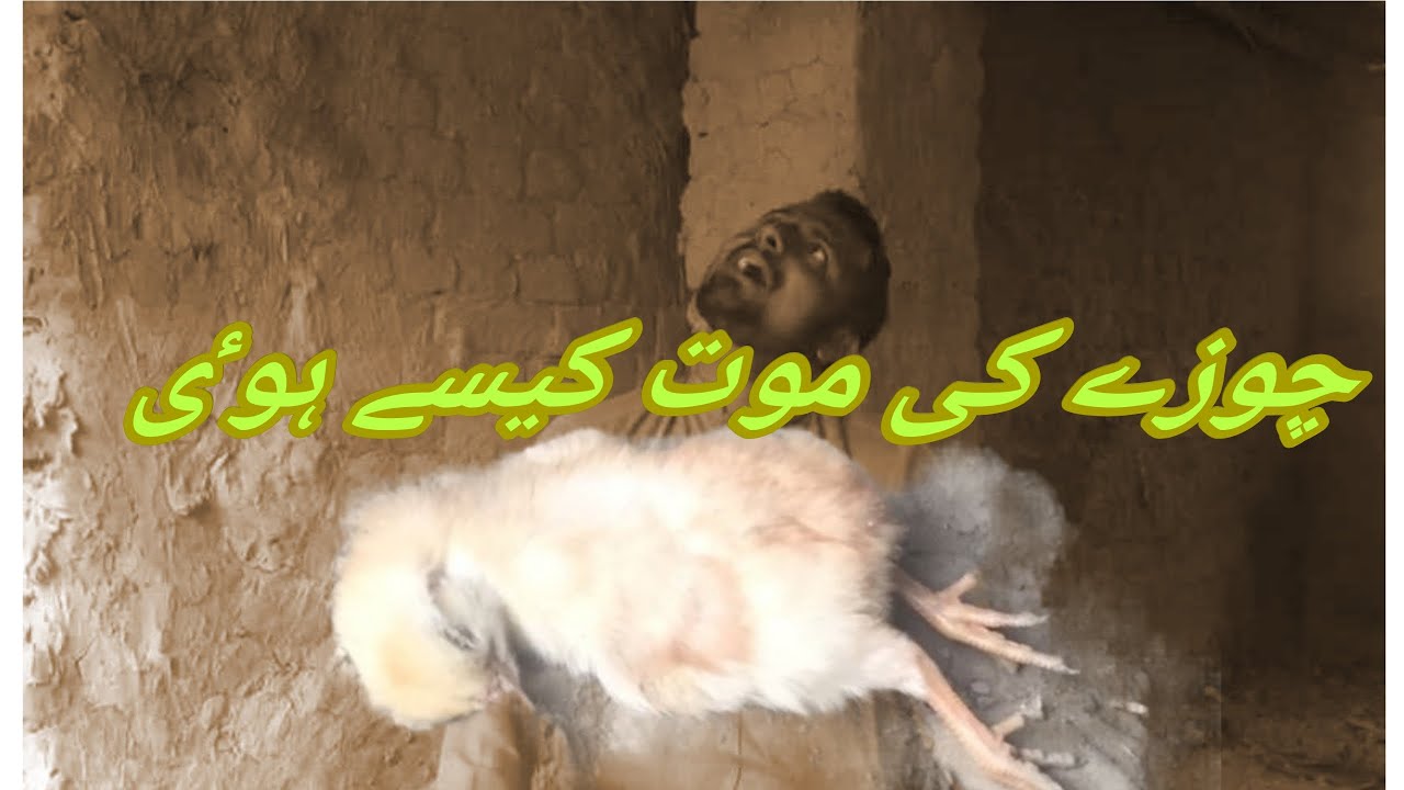 How chicken die? chozay ki mout kesay hui - YouTube