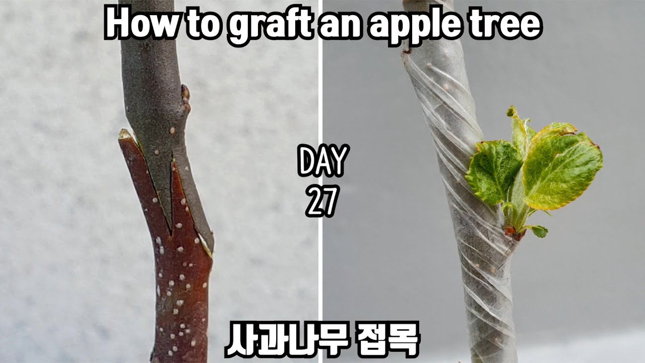 사과씨앗으로 키운 사과나무 접목 / How to graft an apple tree (Whip and Tongue ...
