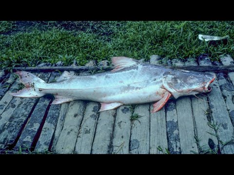 Fishing Singhara Cat Fish Live Catch Rawal Dam Islamabad - YouTube