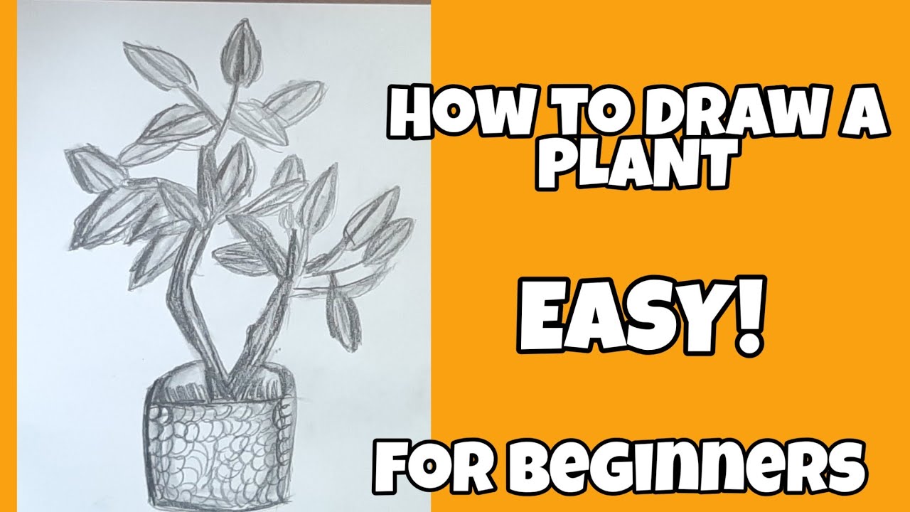 How to draw a plant for beginners |Draw with Miel| - YouTube