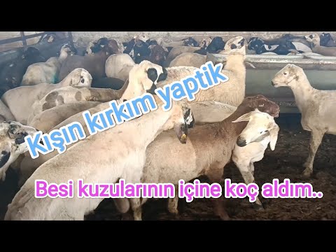 Besi kuzuları'nın kışın 2. kırkımını yaptırdım..