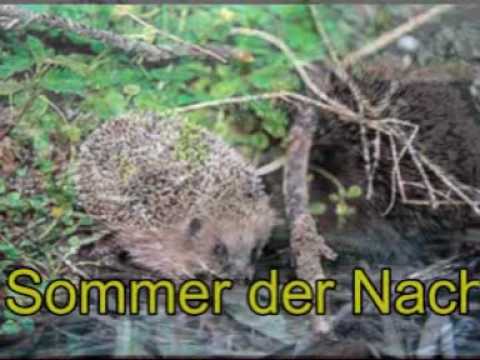 Der Igel - YouTube