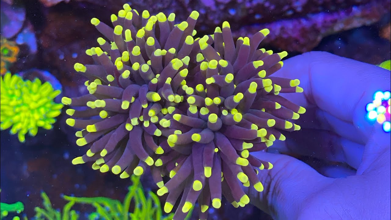 Vẻ đẹp top view Của torch #5 - YouTube