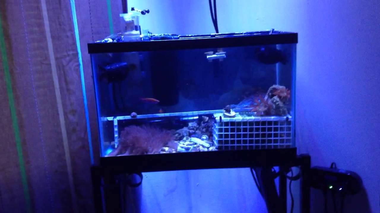 10 Gallon Frag Tank Update 3-6-15 - YouTube