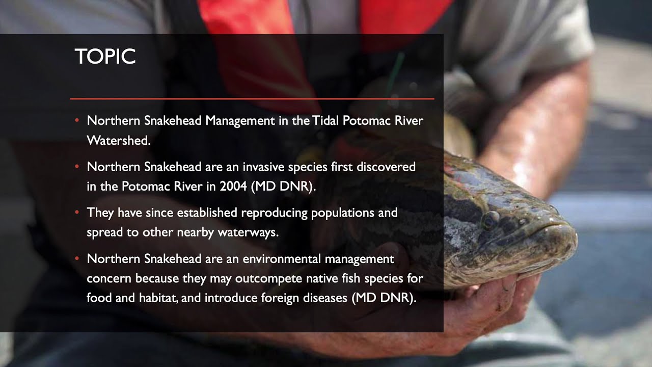 Northern Snakehead Management - Presentation 2 - YouTube