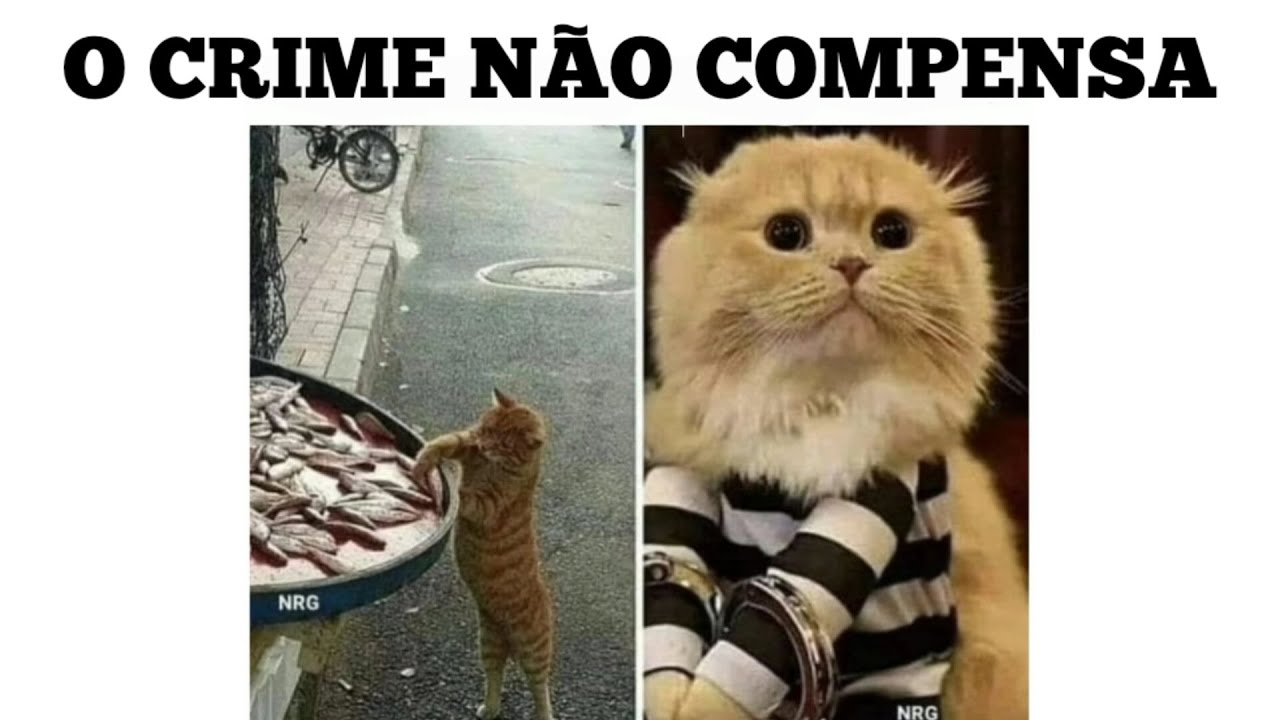 MELHORES MEMES EM IMAGENS - O CRIME NÃO COMPENSA - YouTube