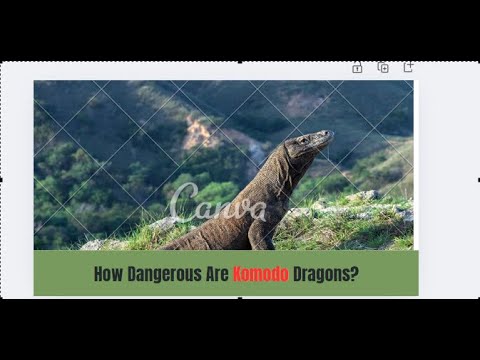 Can You Survive a Komodo Dragon Bite ? 🐉 - YouTube