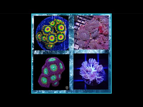 FIRST CORALS FOR THE SALTWATER AQUARIUM!!!! - YouTube