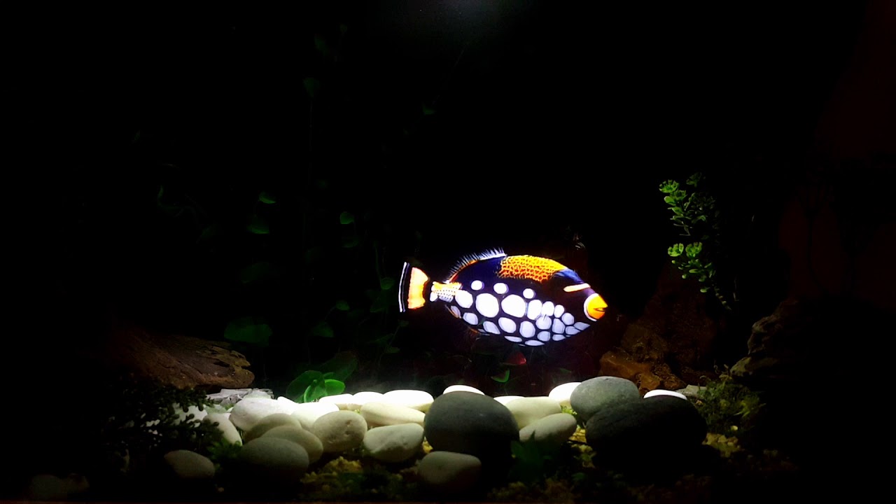 Hologram Aquarium by Holodream Creations - YouTube