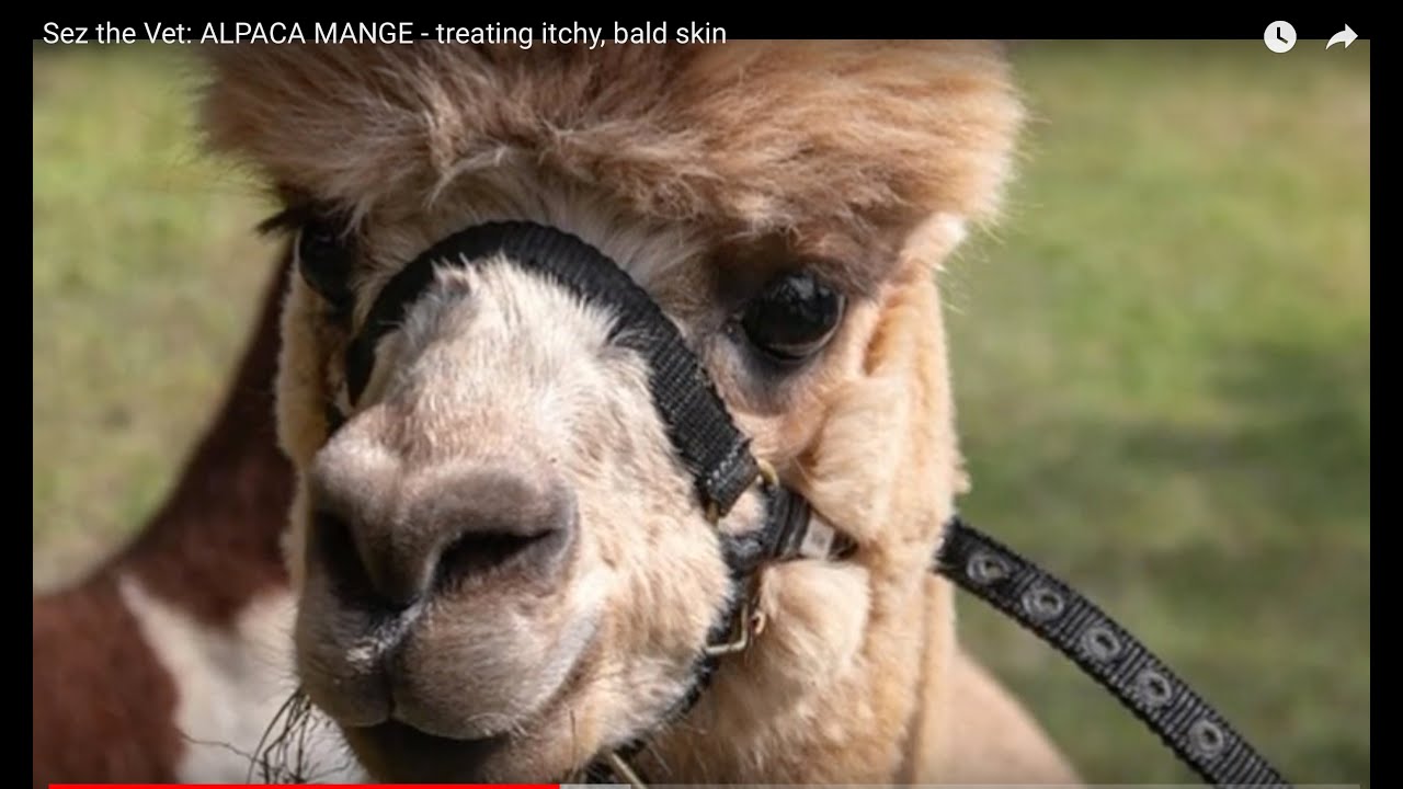 Sez the Vet: ALPACA MANGE - treating itchy, bald skin - YouTube