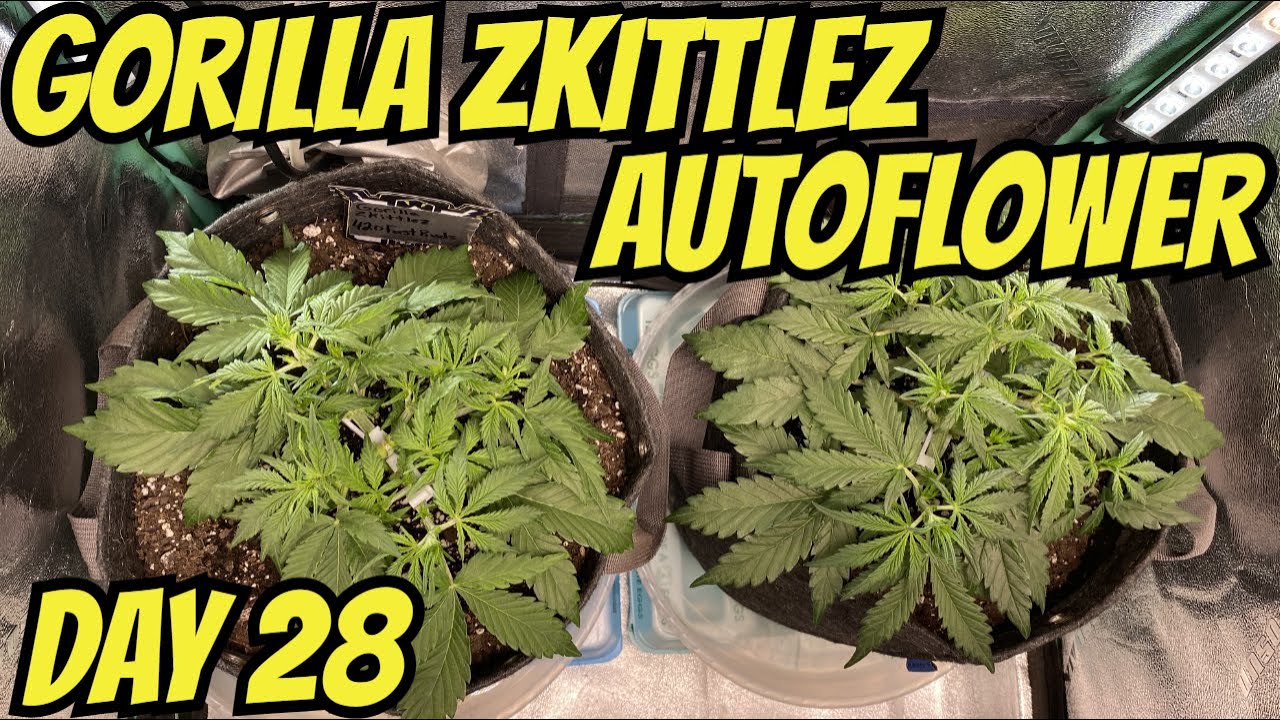 How I Grow Autoflowers: 420FastBuds Part 5: Gorilla Zkittlez - YouTube