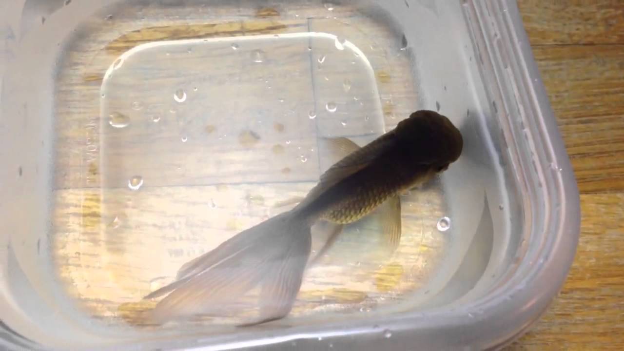 Puff the chocolate Oranda - YouTube