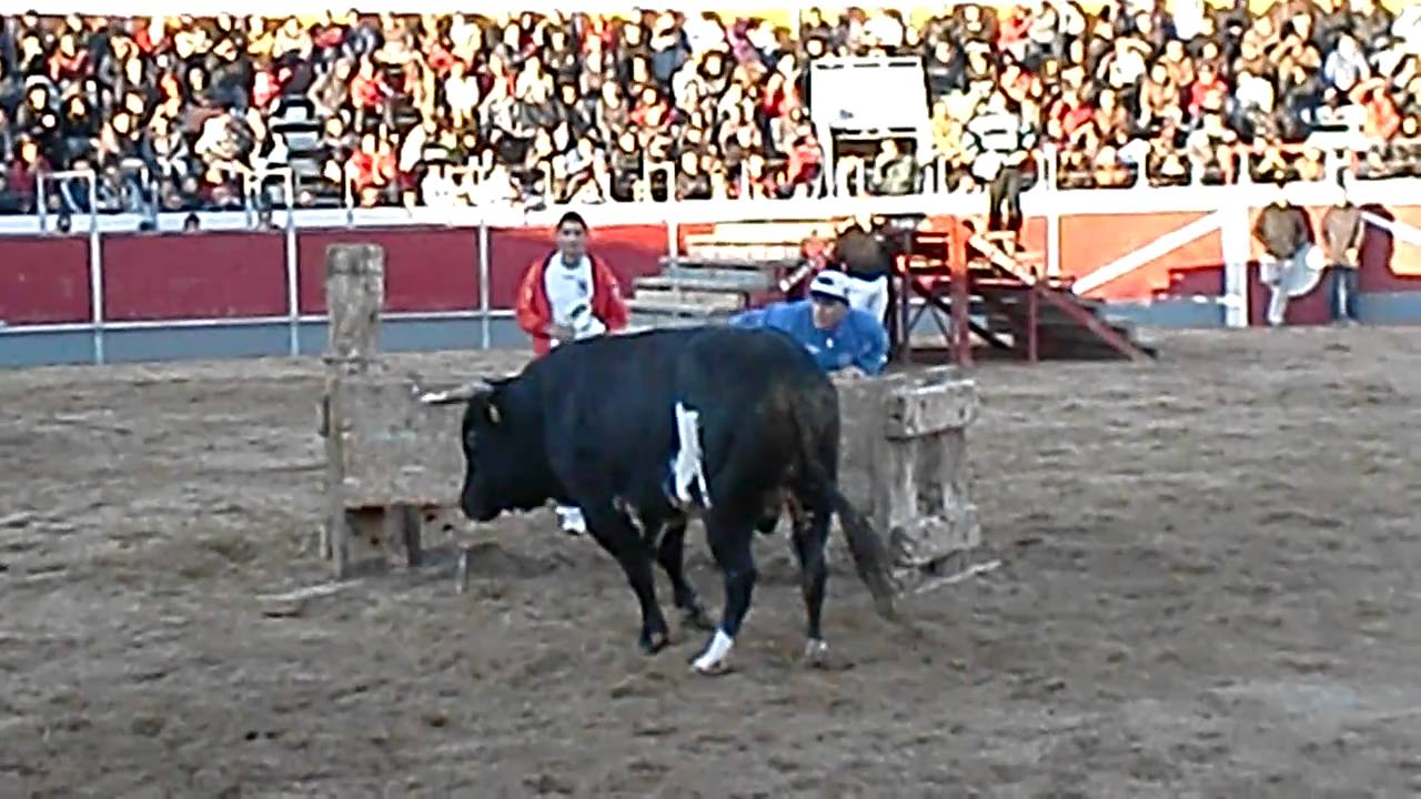 TORO RATON EN PEDROLA (ZARAGOZA) (Parte 1) - YouTube