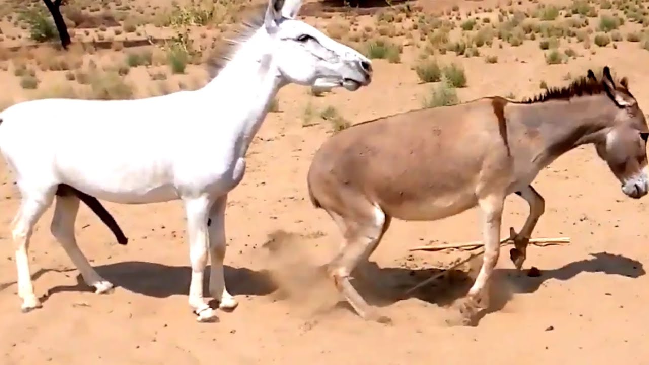 donkeys full power mating in forest #donkey #mating #animals # ...
