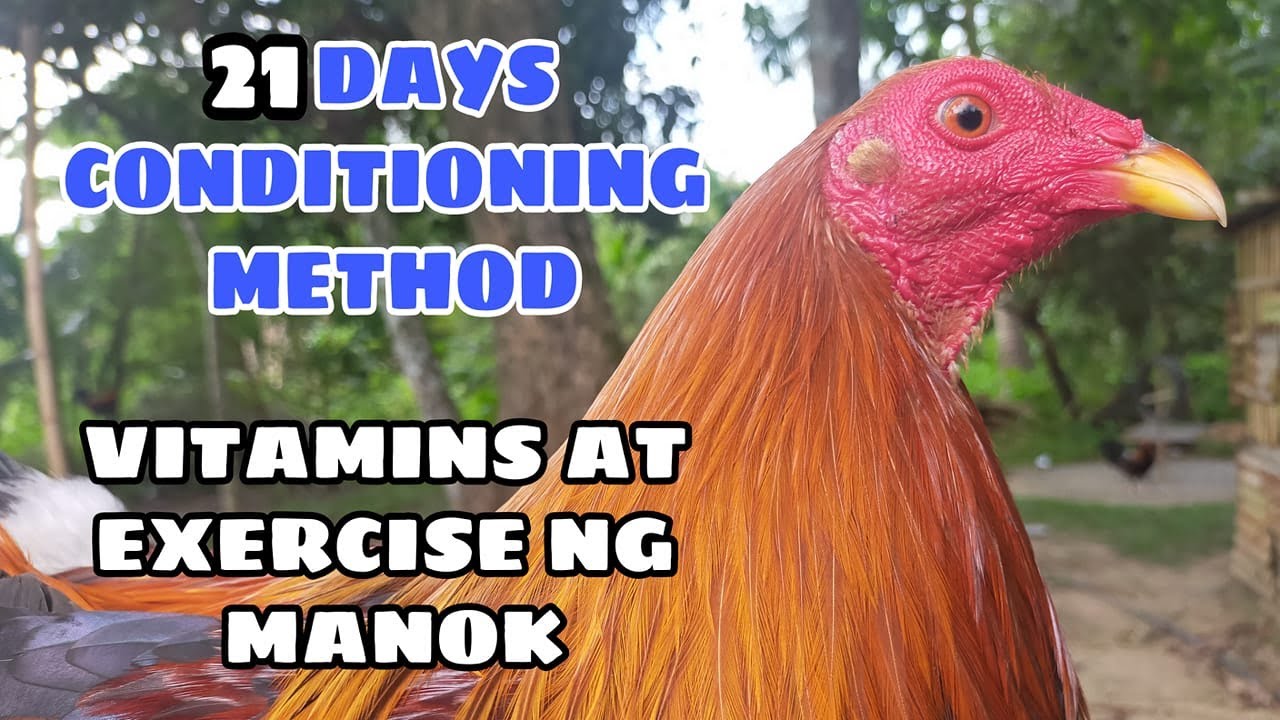 21 DAYS CONDITIONING METHOD! vitamins & exercise ng mga manok ...