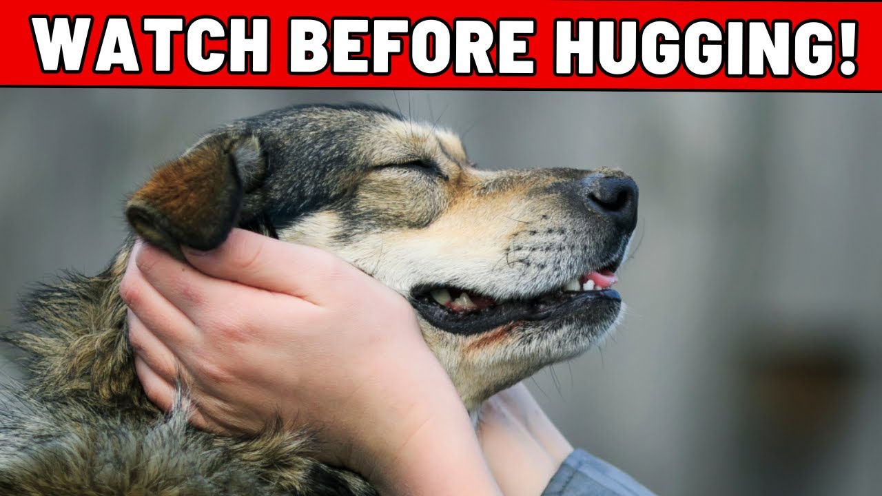 Do You Hug Your Dog? Understand How Dogs Perceive Hugs - YouTube