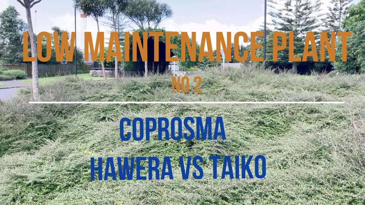 Coprosma acerosa Taiko vs Hawera which is the best - YouTube