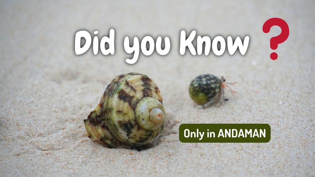 Interesting Info on Walking Sea Shells of Neil Island Andaman - YouTube