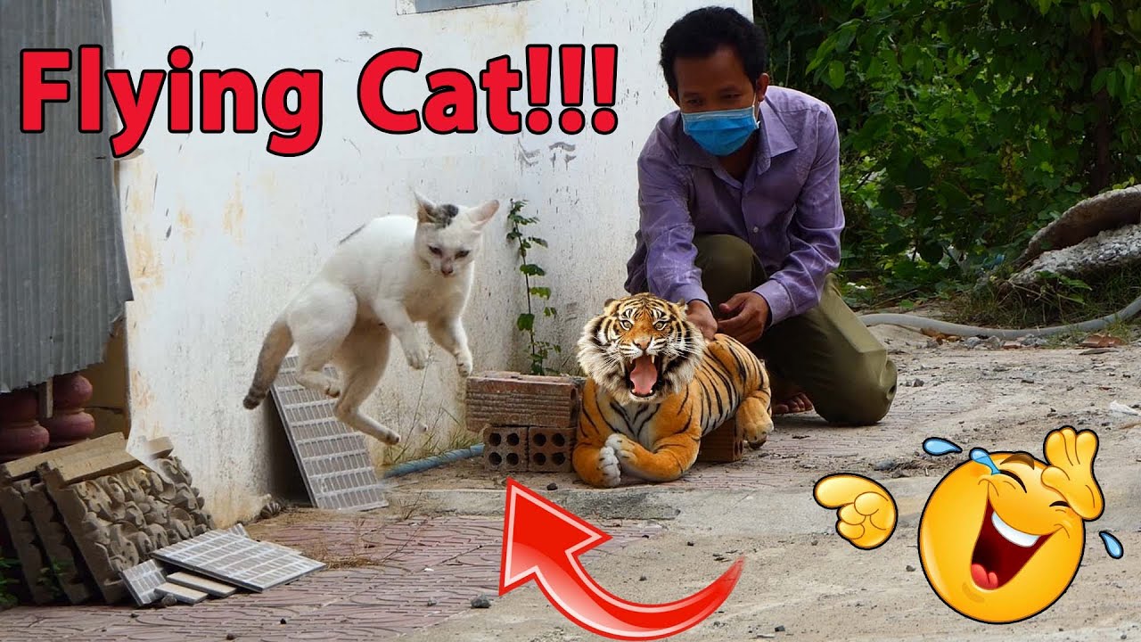 Flying Cat Is Terrified By Fake Tiger Prank So Funny Video 2021 _ Must ...