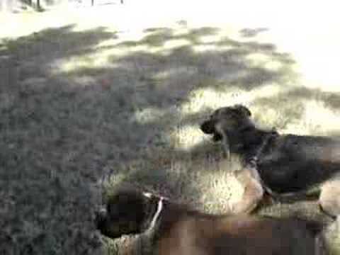 german shepherd vs boxer part 2 - YouTube
