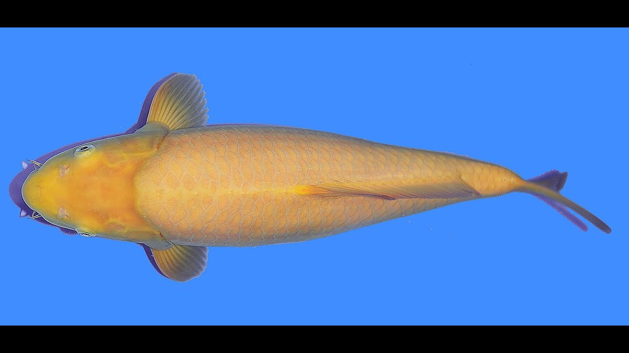 Yellow Magic Sakai FF 46cm Nisai Female - YouTube