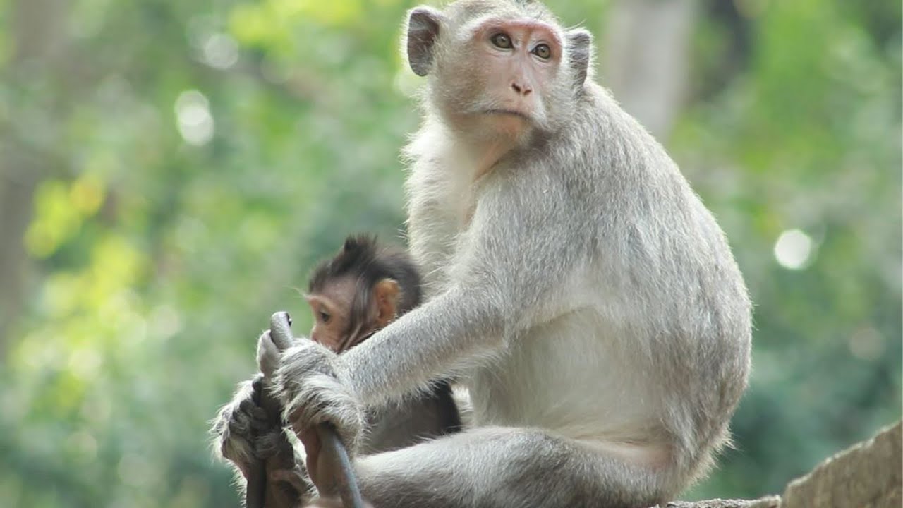 Mama Julina After Down From Tree Take Jillian To Sit On Roof first on ...