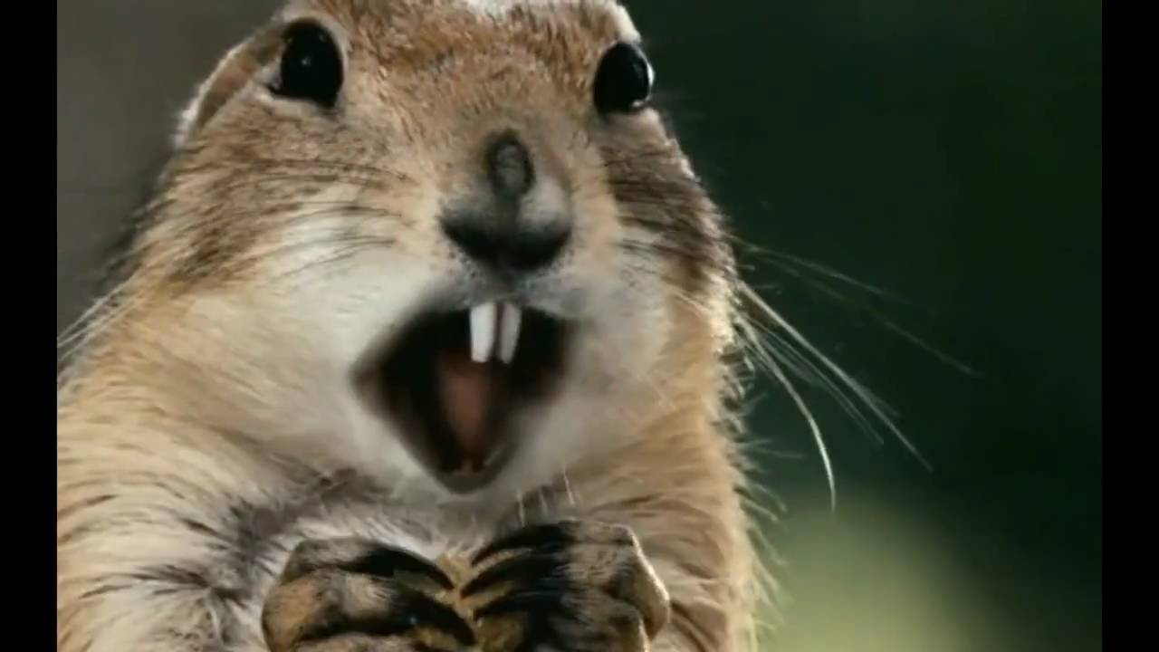 Engineer Chipmunk Guy - YouTube