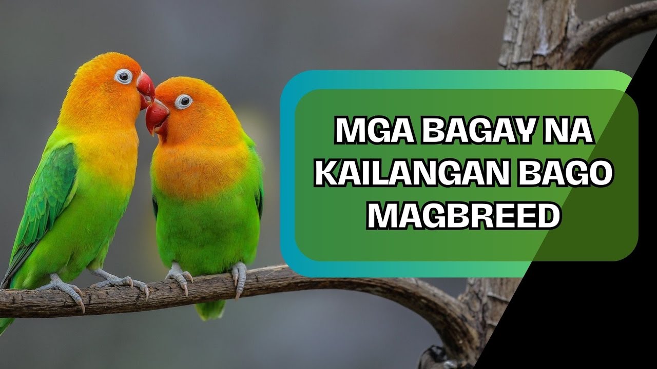 ALBS 2: Lovebird - Mga bagay na kailangan ihanda bago magbreed. Paano ...