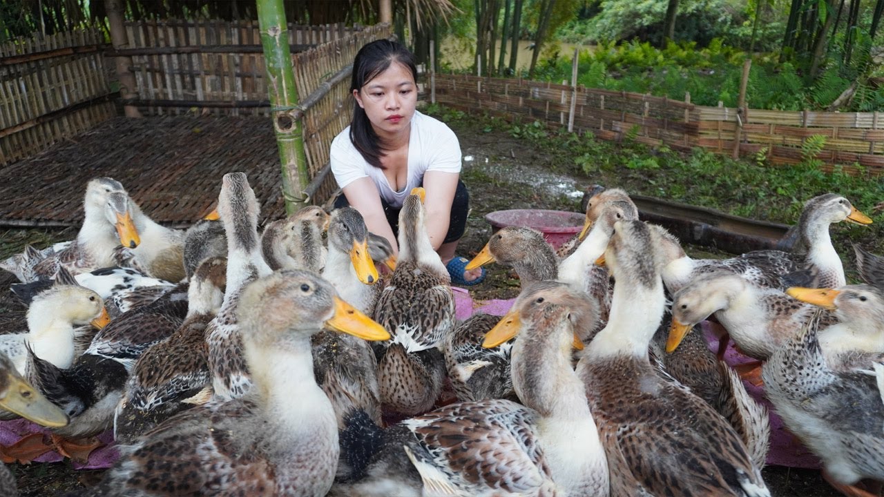 How To Build a Fence Bamboo Raise Ducks - Build House For Ducks - Green ...