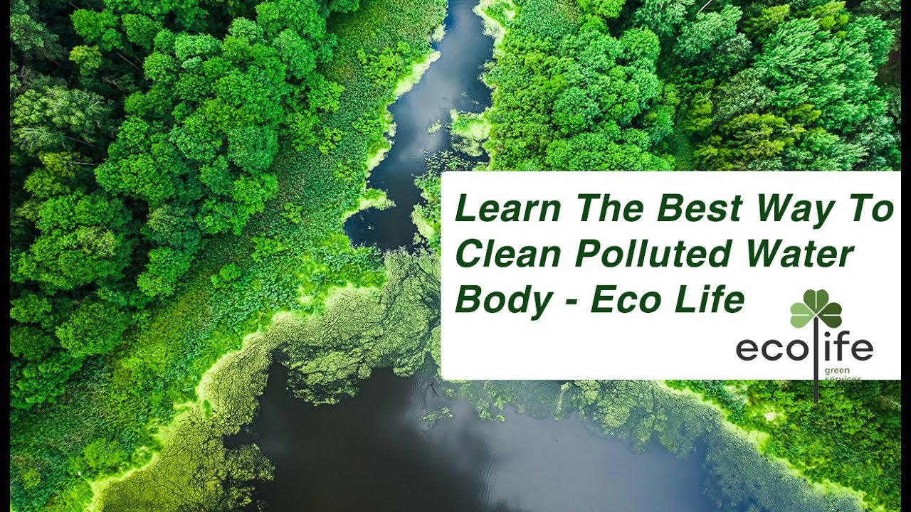 Learn The Best Way To Clean Polluted Water Body - Eco Life - YouTube