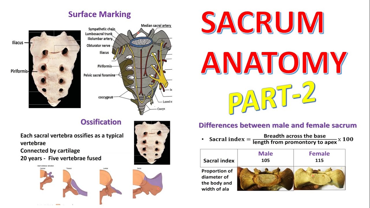 SACRUM ANATOMY |PART-2 | OSSIFICATION | DIFFERENCE BETWEEN MALE AND ...