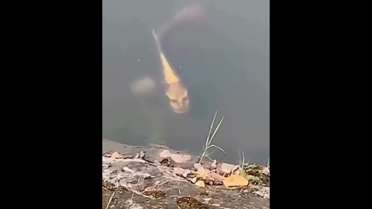 Rare HUMAN FACE fish spotted in China || #Shorts - YouTube
