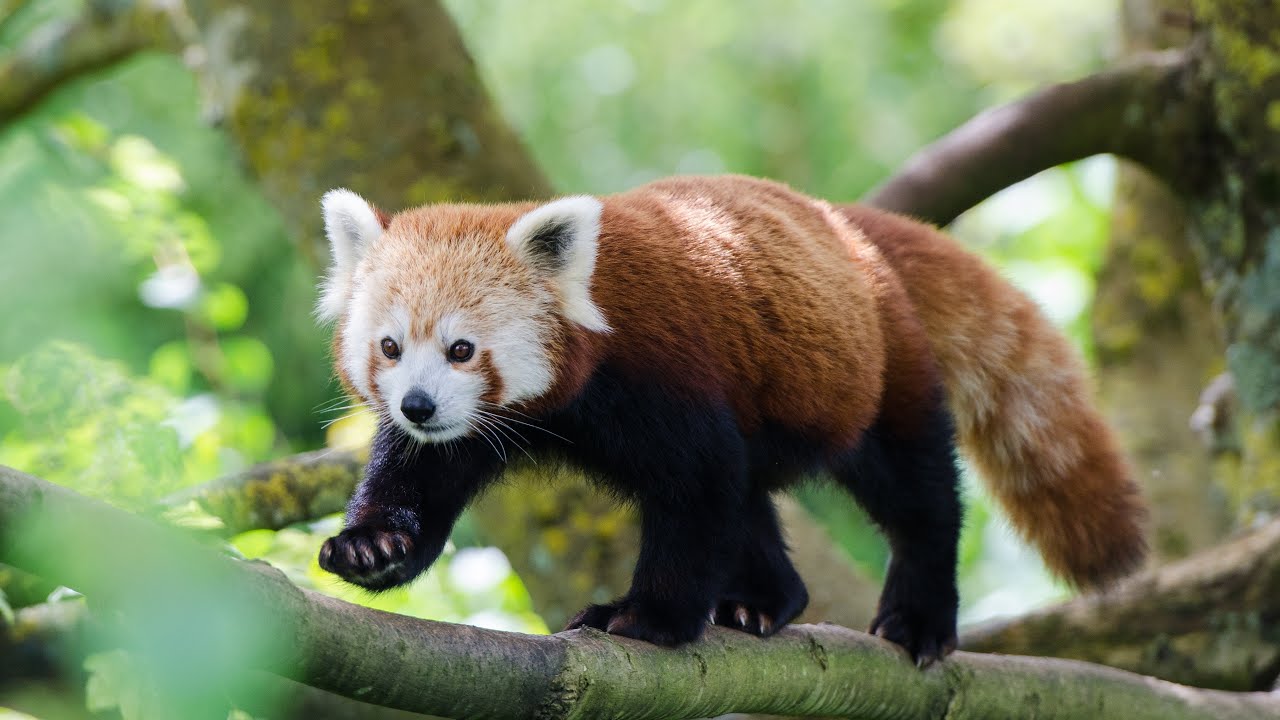Red Pandas and their Fossil Relatives - YouTube