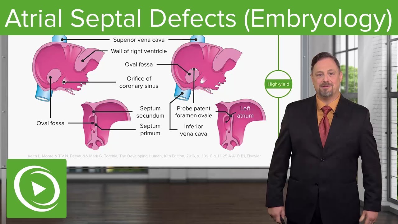 Atrial Septal Defects – Embryology | Lecturio - YouTube
