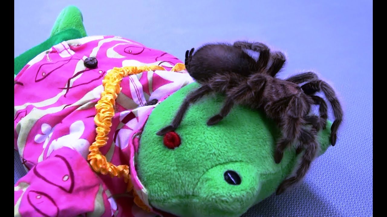 A Giant Spider on Froggy; with WallyRoo and Froggy - YouTube