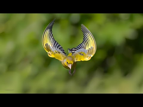 Florya Kuşu Doğanın Renkli Müzikçisi Hakkında Genel Bilgiler
