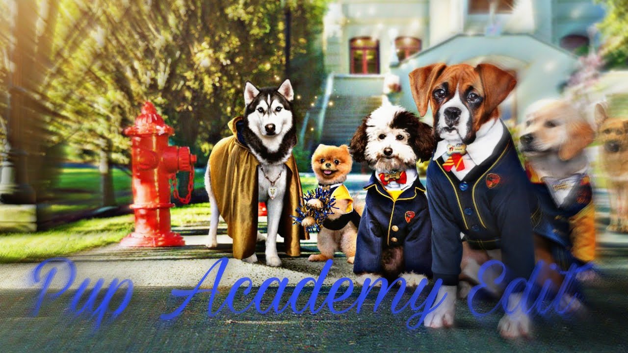 Pup Academy Edit - YouTube