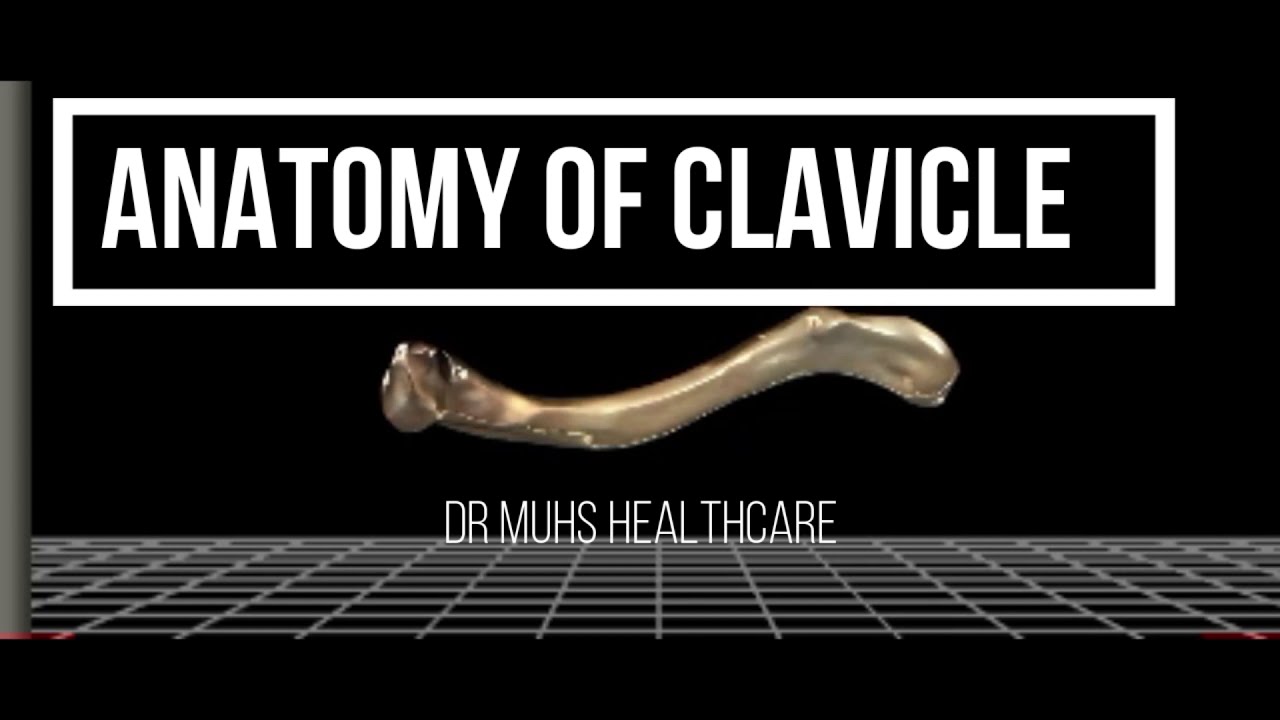 Anatomy of Clavicle – Muscle Origin and Insertion | Collarbone ...