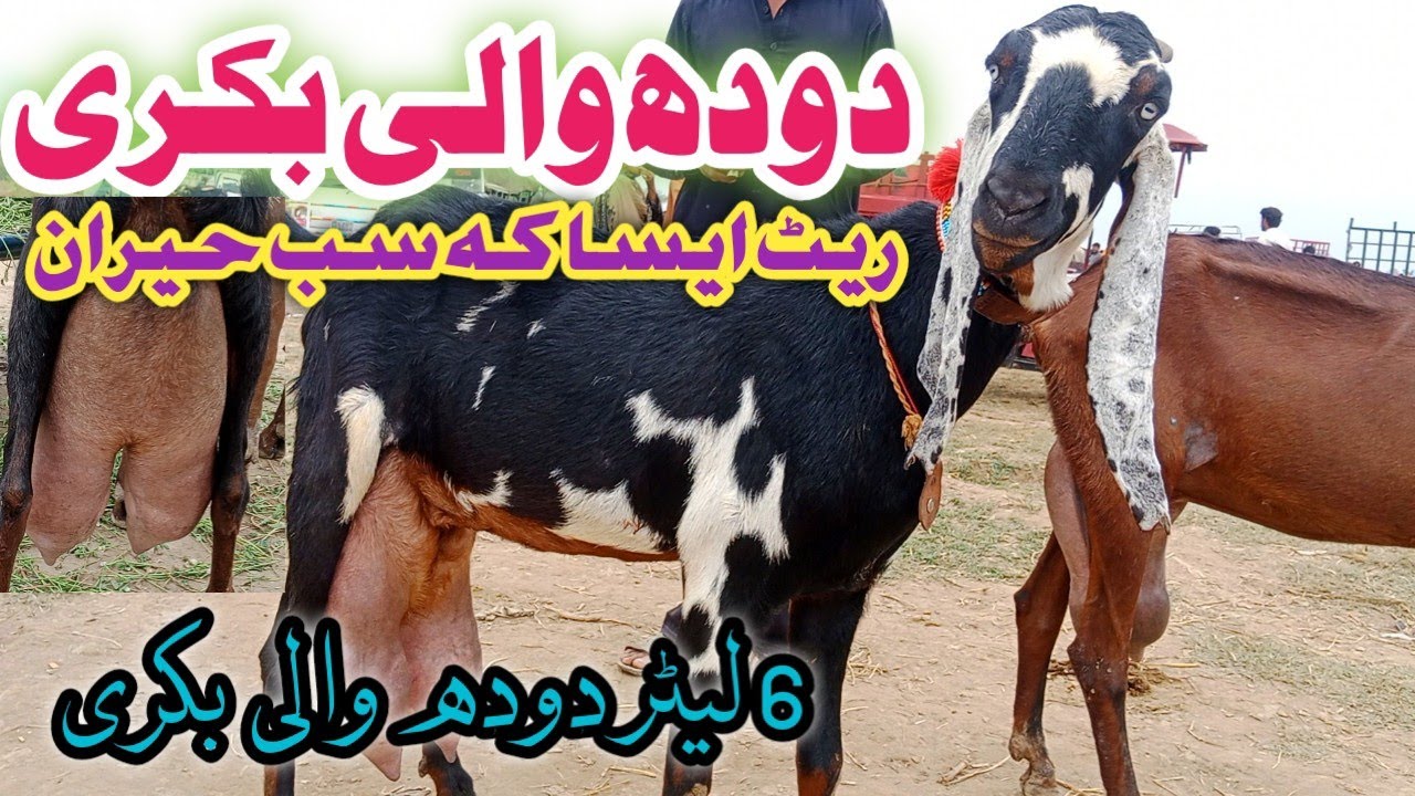 Goat That Gives 6 Litter milk! Farid Bakra Tv! - YouTube
