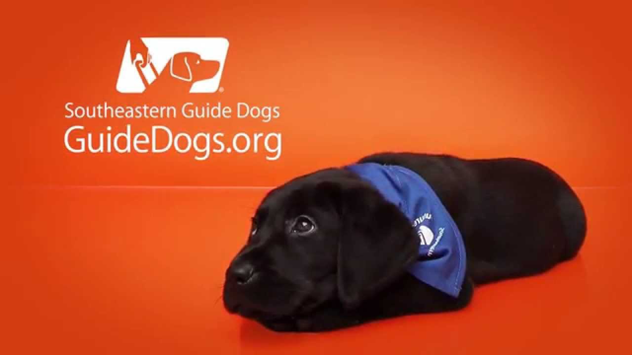 Southeastern Guide Dogs - Gibson - YouTube