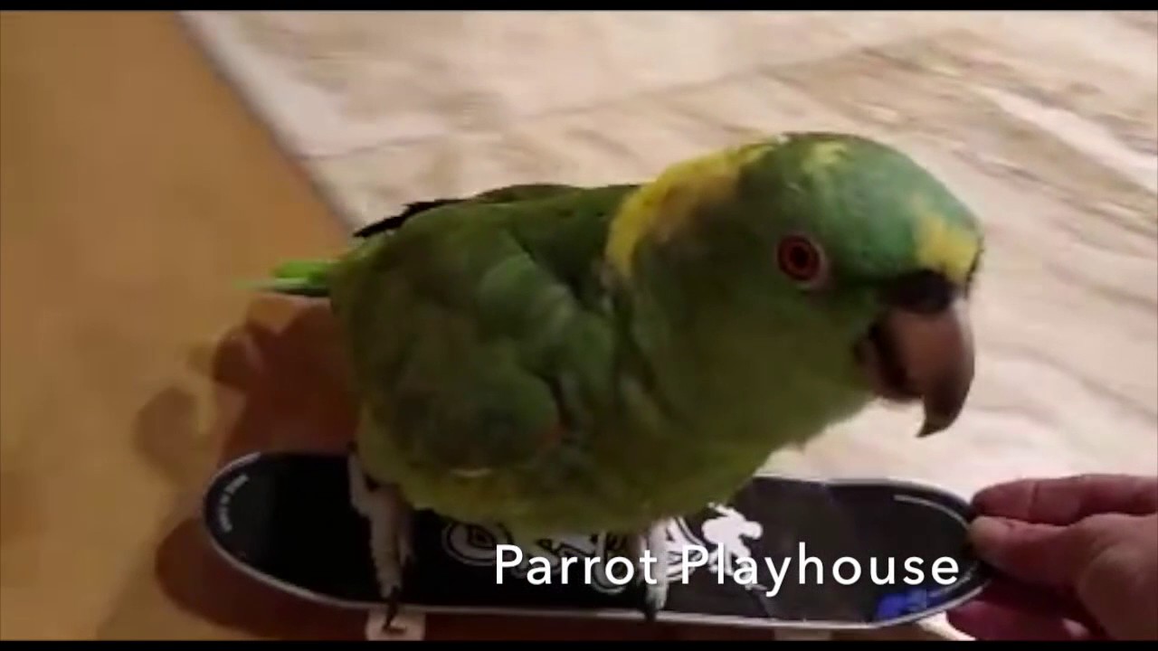 Parrot Rides Skateboard | Cute Bird - YouTube