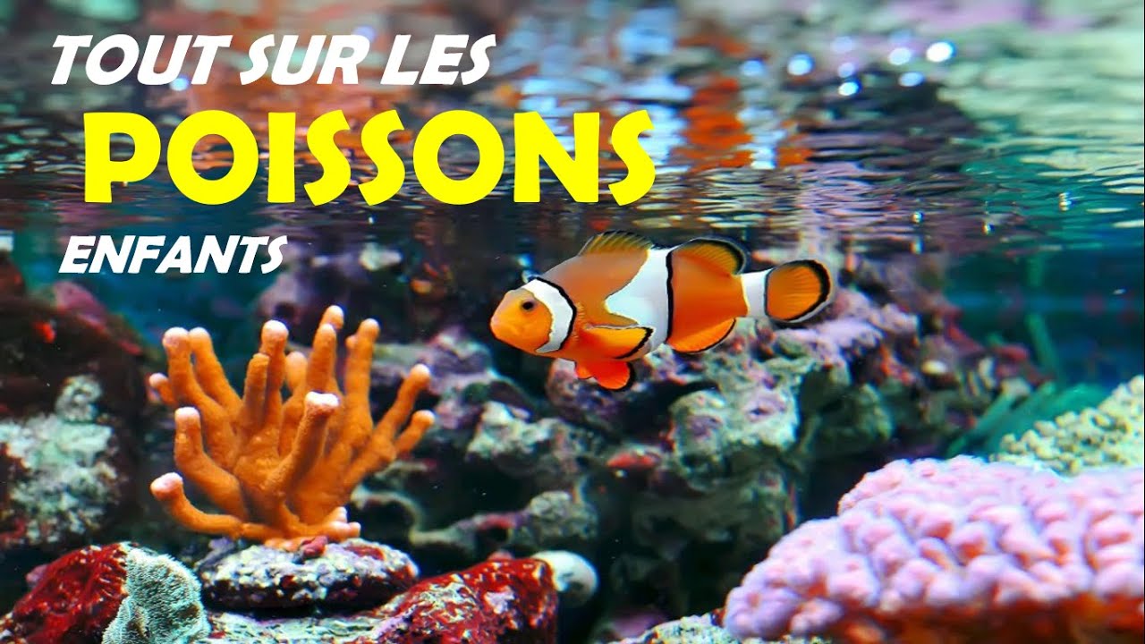 Tout sur les poissons - Les animaux vertébrés - Sciences pour enfants ...